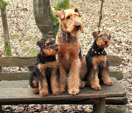 Airedale Terrier - Rassebeschreibung, Züchter, Welpen und viele Fotos