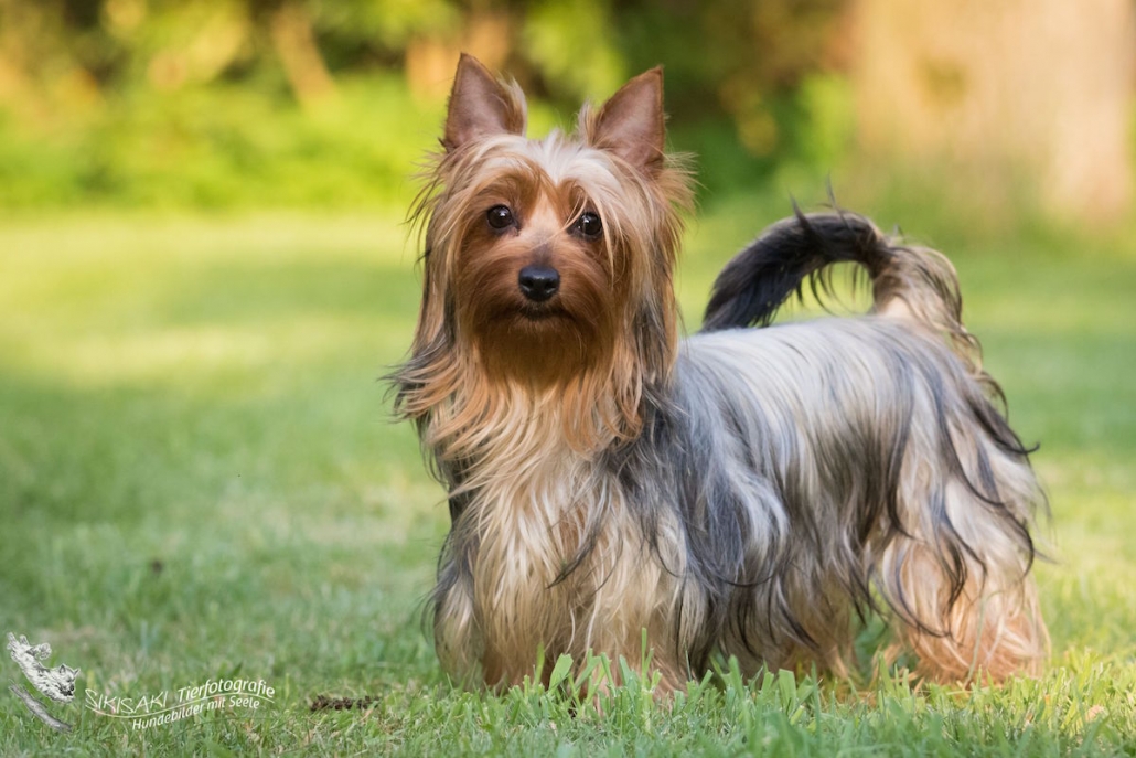 Australian Silky Terrier - Rassebeschreibung, Adressen und viele Fotos