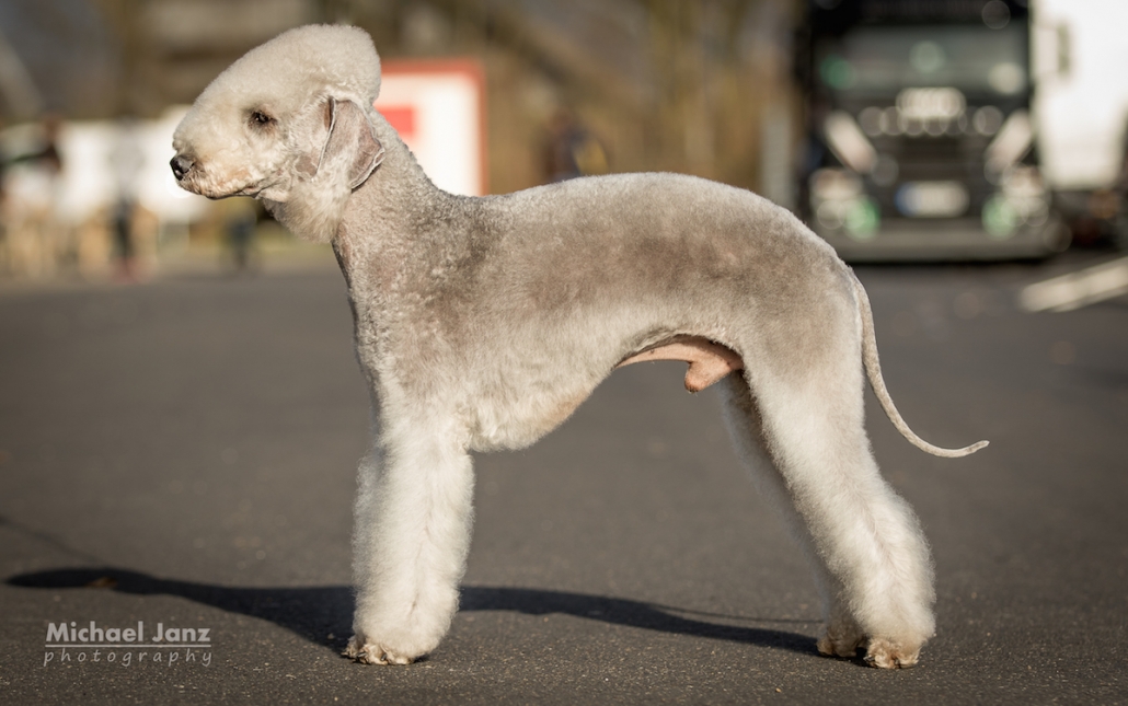 Bedlington Terrier - Rassebeschreibung, Adressen und viele Fotos