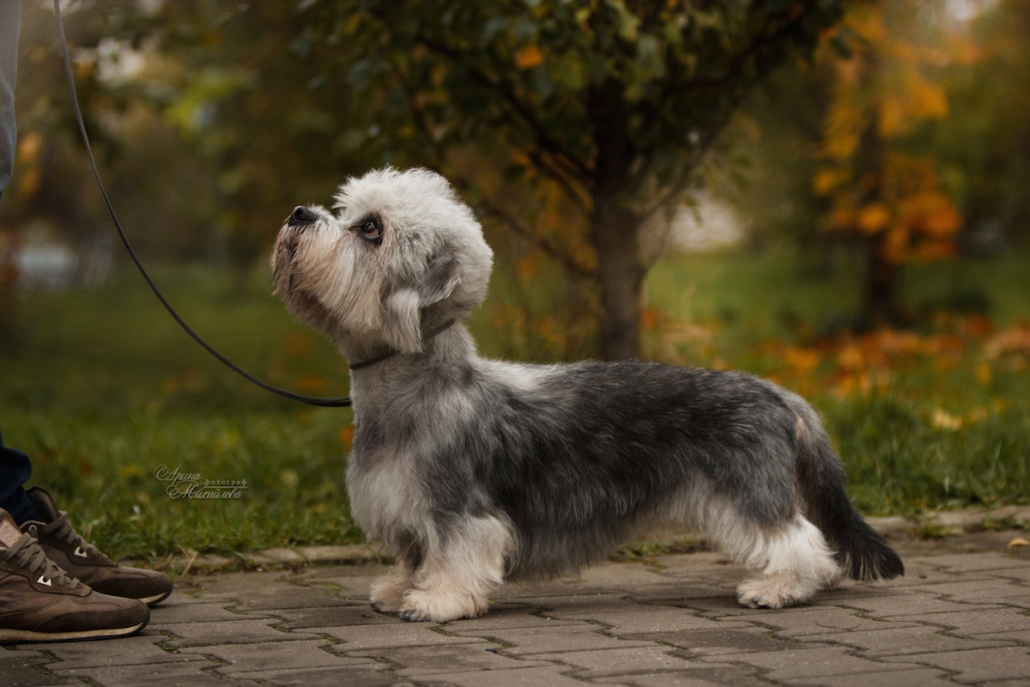 Dandie Dinmont Terrier - Rassebeschreibung, Adressen und viele Fotos