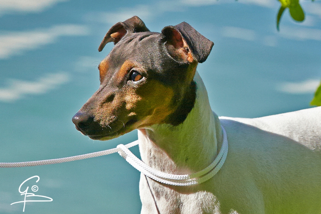 Japanischer Terrier - Rassebeschreibung, Adressen und viele Fotos