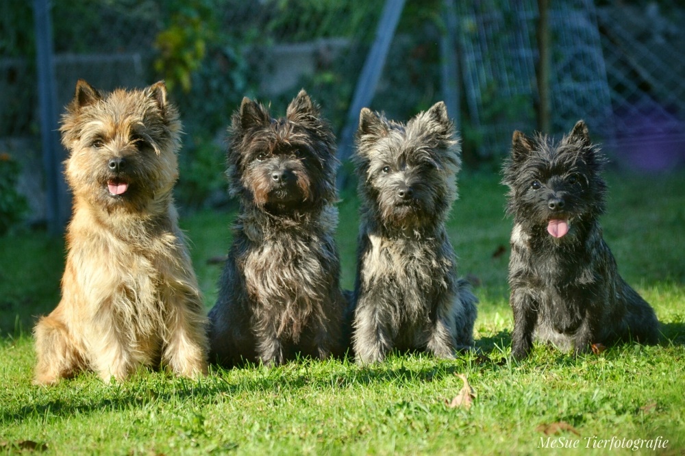 Terrier.de - Alles über Terrier - Züchter, Welpen, Rasseinformationen